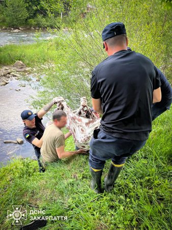 Ще одна трагедія до початку сезону: на Закарпатті в річці виявили тіло ...